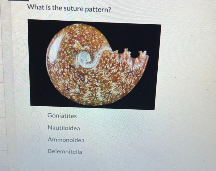 Solved 2 points These fossils are also described as: | Chegg.com