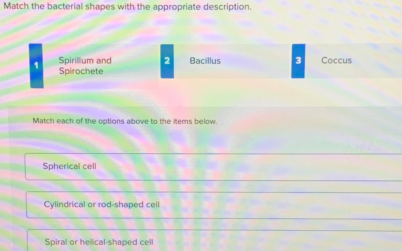 Solved Match the bacterial shapes with the appropriate | Chegg.com