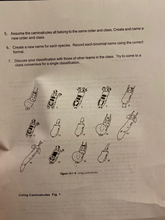 Solved 5. Assume the caminalcules all belong to the same | Chegg.com