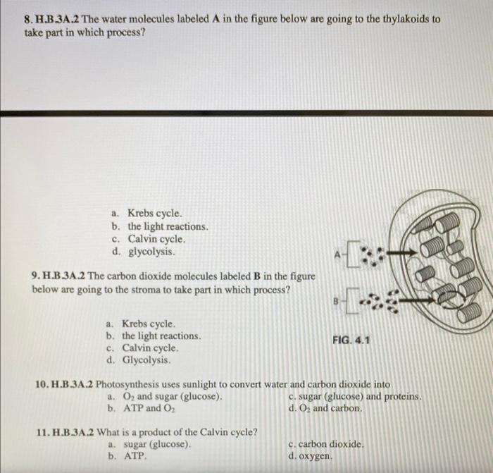 Solved 8. H.B 3A.2 The water molecules labeled A in the | Chegg.com