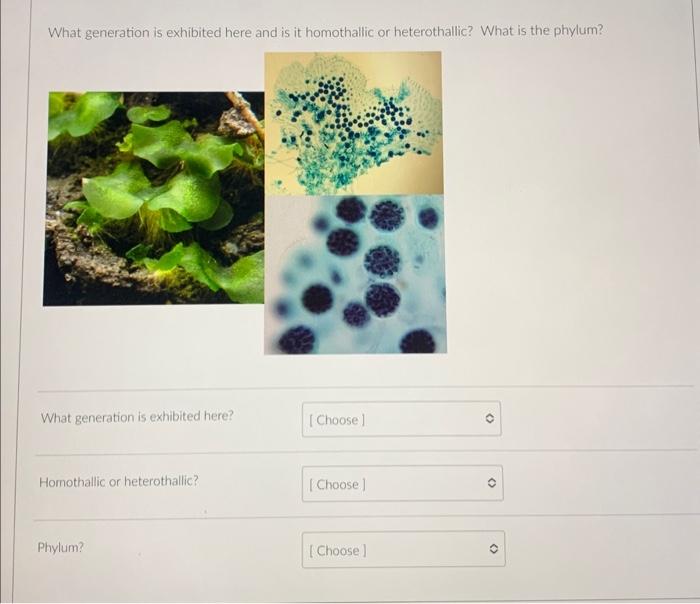 Solved What generation is exhibited here and is it | Chegg.com