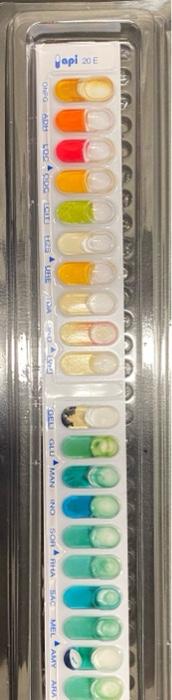 Solved identify and analyze the unknown bacteria and API | Chegg.com