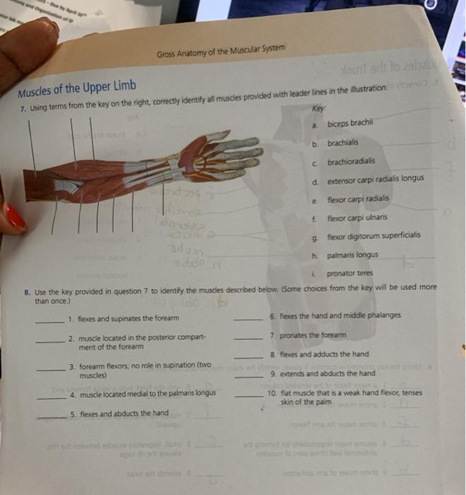 Solved Gross Anatomy of the Muscular System Muscles of the | Chegg.com