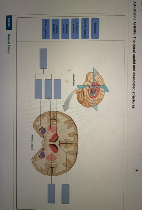 Solved Art-labeling Activity: The basal nuclei and | Chegg.com