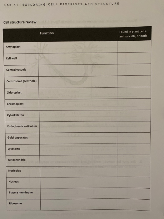 Solved LAB 4 : EXPLORING CELL DIVERISTY AND STRUCTURE Cell | Chegg.com