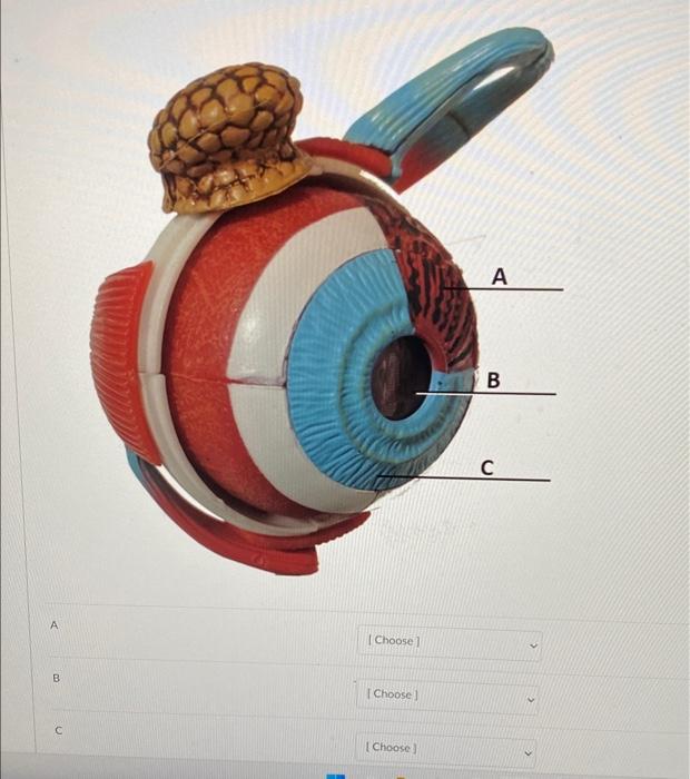 Solved A [Choose] B [Choose] C [Choose] | Chegg.com