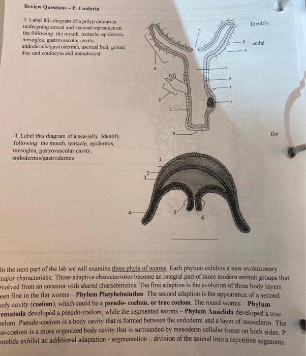 Solved 3. Label this diagram of a polyp cnidarian undergoing | Chegg.com