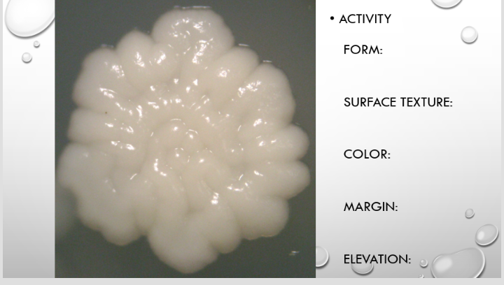 Describe the form, surface texture and color of the | Chegg.com