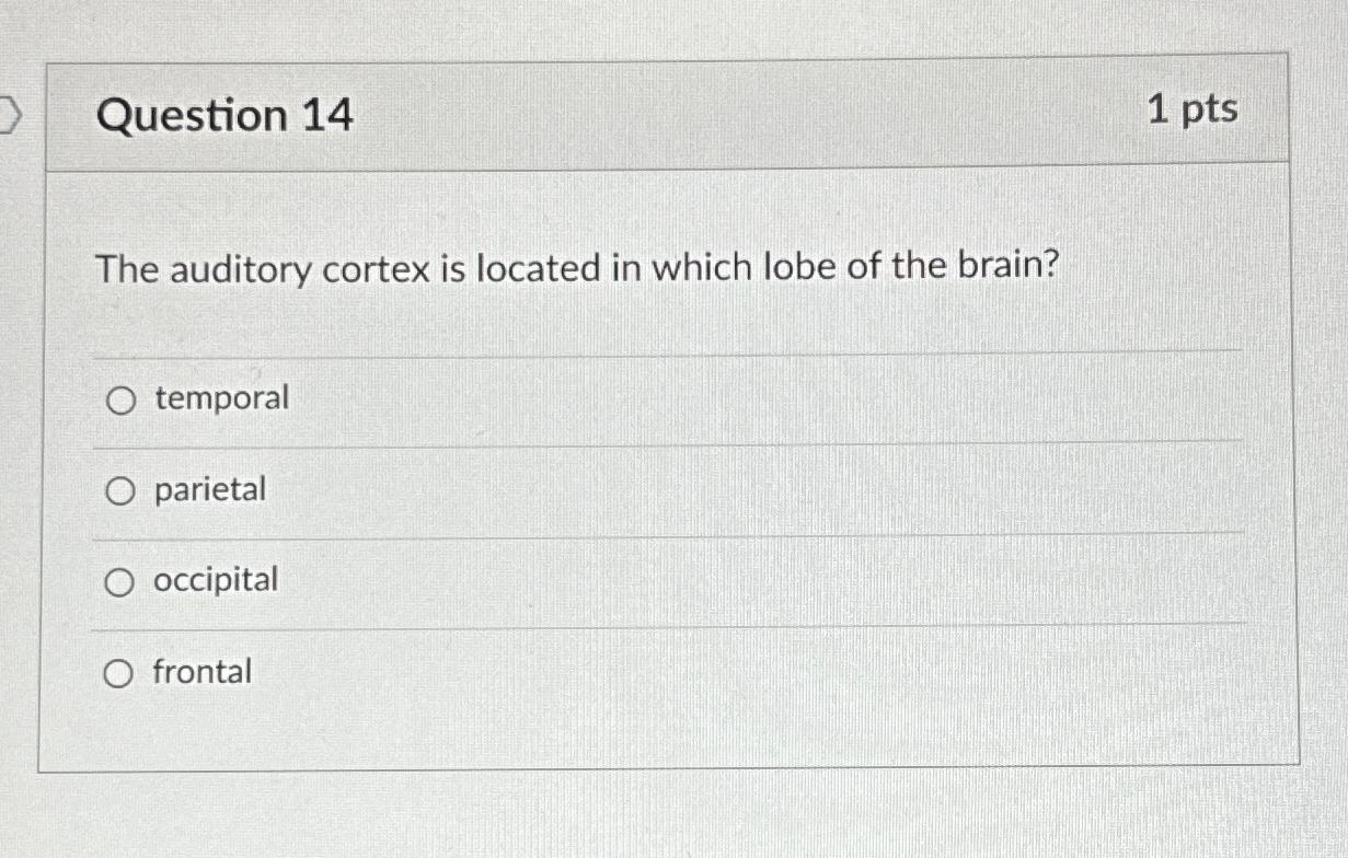 Solved Question 141ptsThe auditory cortex is located in | Chegg.com