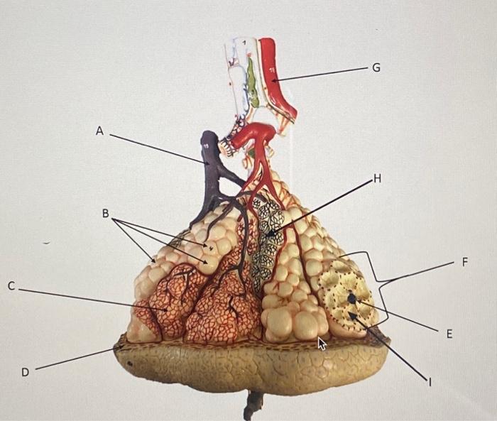 Solved 1.)Can you label letters A-H?2.) can you label | Chegg.com