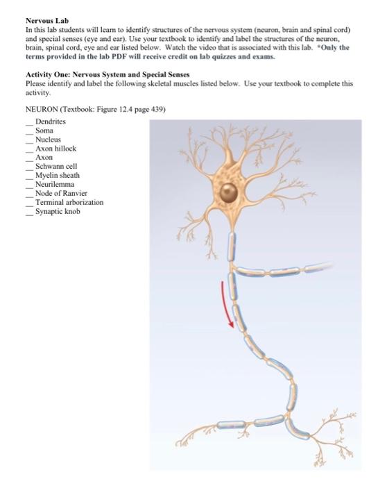 Solved Nervous Lab In this lab students will learn to | Chegg.com