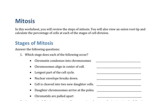 Solved Stages of Mitosis Answer the following questions: 1. | Chegg.com