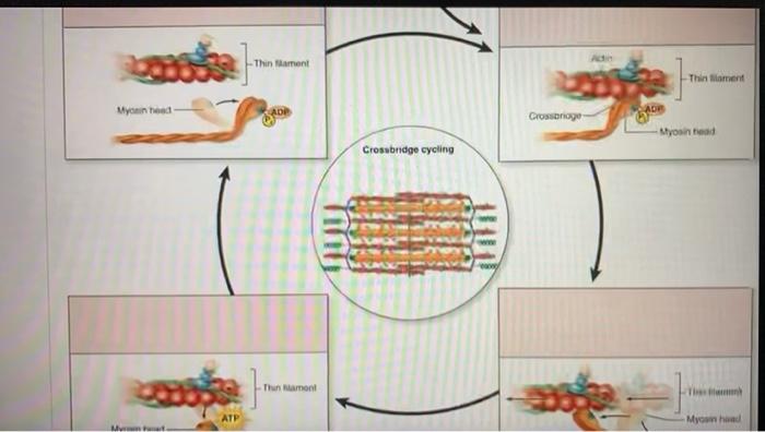 Solved Place the crossbridge cycle in correct order. | Chegg.com