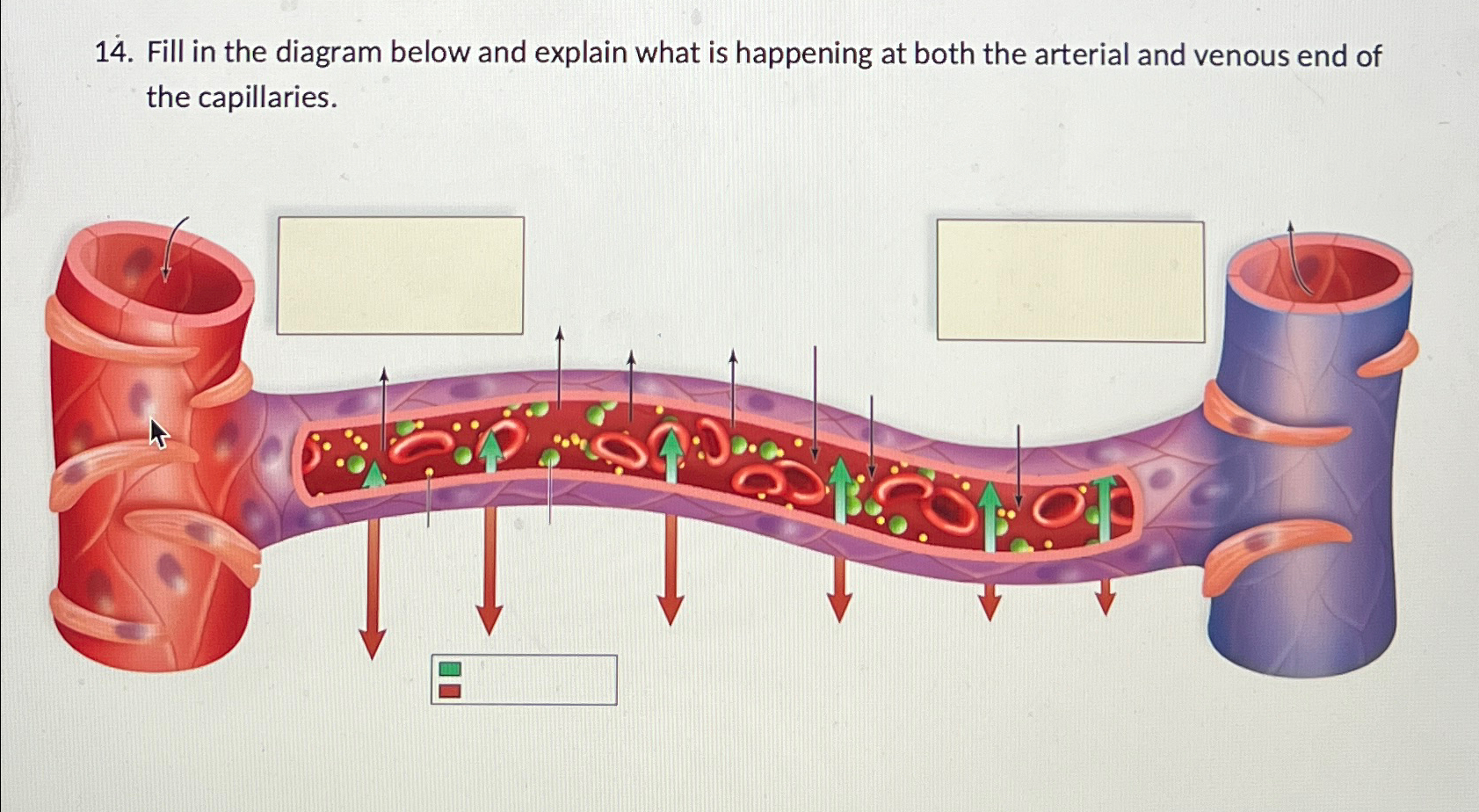 Solved Fill in the diagram below and explain what is | Chegg.com