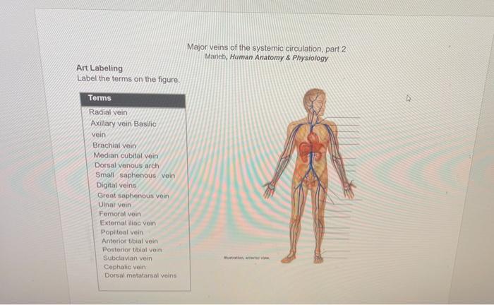 Solved Major veins of the systemic circulation, part 2 | Chegg.com