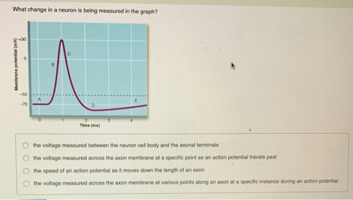 Solved What change in a neuron is being measured in the | Chegg.com