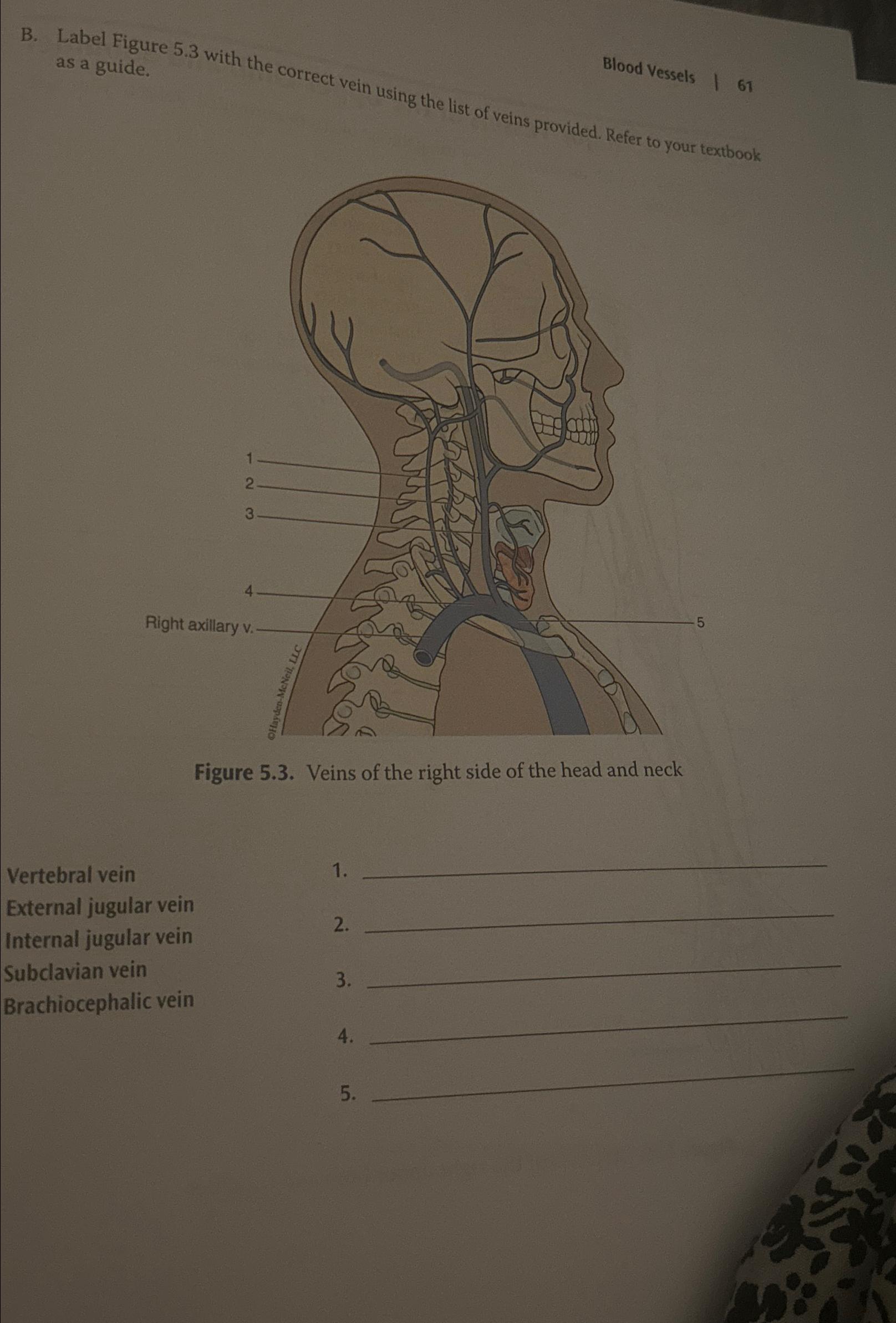 Solved B. ﻿Label Figure 5.3 ﻿with the correct vein using the | Chegg.com