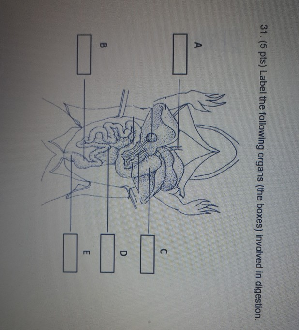 Solved 31.(5 pts) Label the following organs (the boxes) | Chegg.com