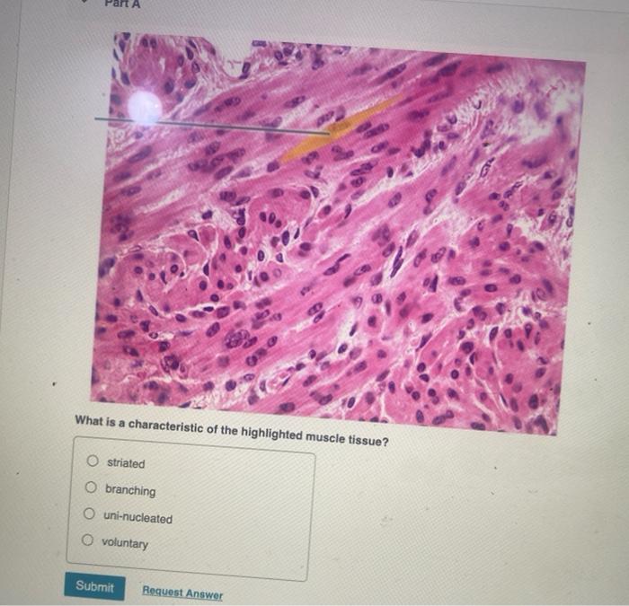 Solved Part A Identify the highlighted structures. Submit | Chegg.com