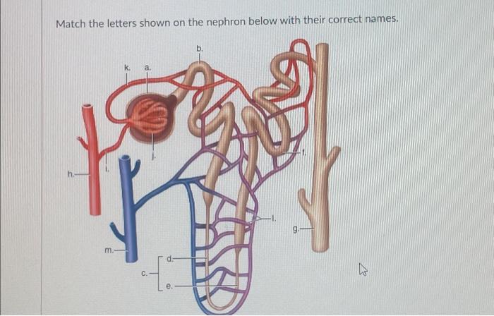 [Solved]: Match the letters shown on the nephron below with