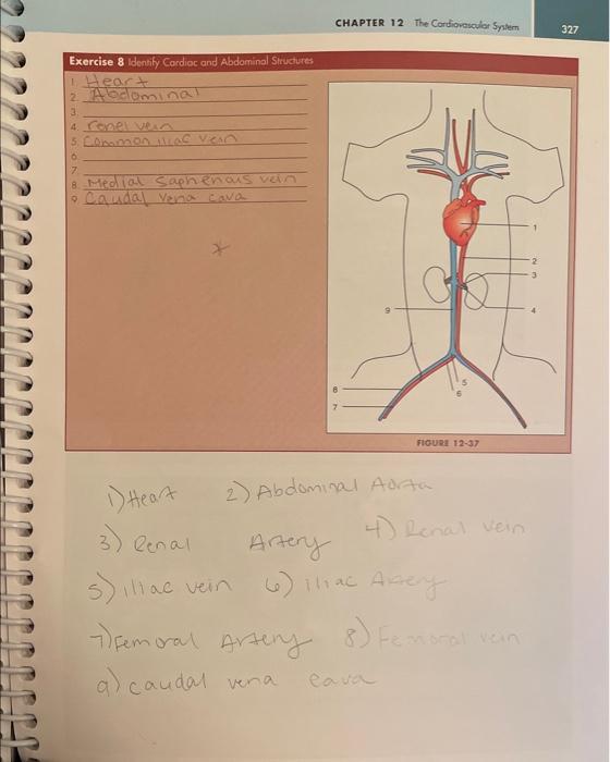 Exercise 8 idently Cardioc and Abdominal Sirvetures | Chegg.com