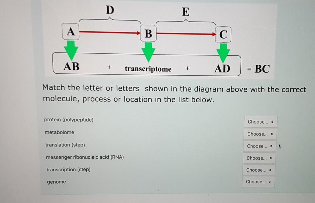 Solved D E А B C AB + transcriptome + AD - BC Match the | Chegg.com