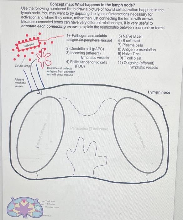 Concept map: What happens in the lymph node? Use the | Chegg.com