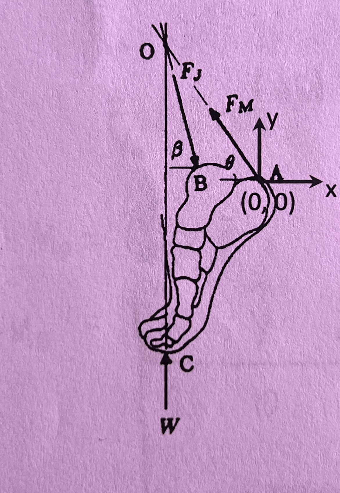 Solved Consider a person standing on tiptoe on one foot. The | Chegg.com
