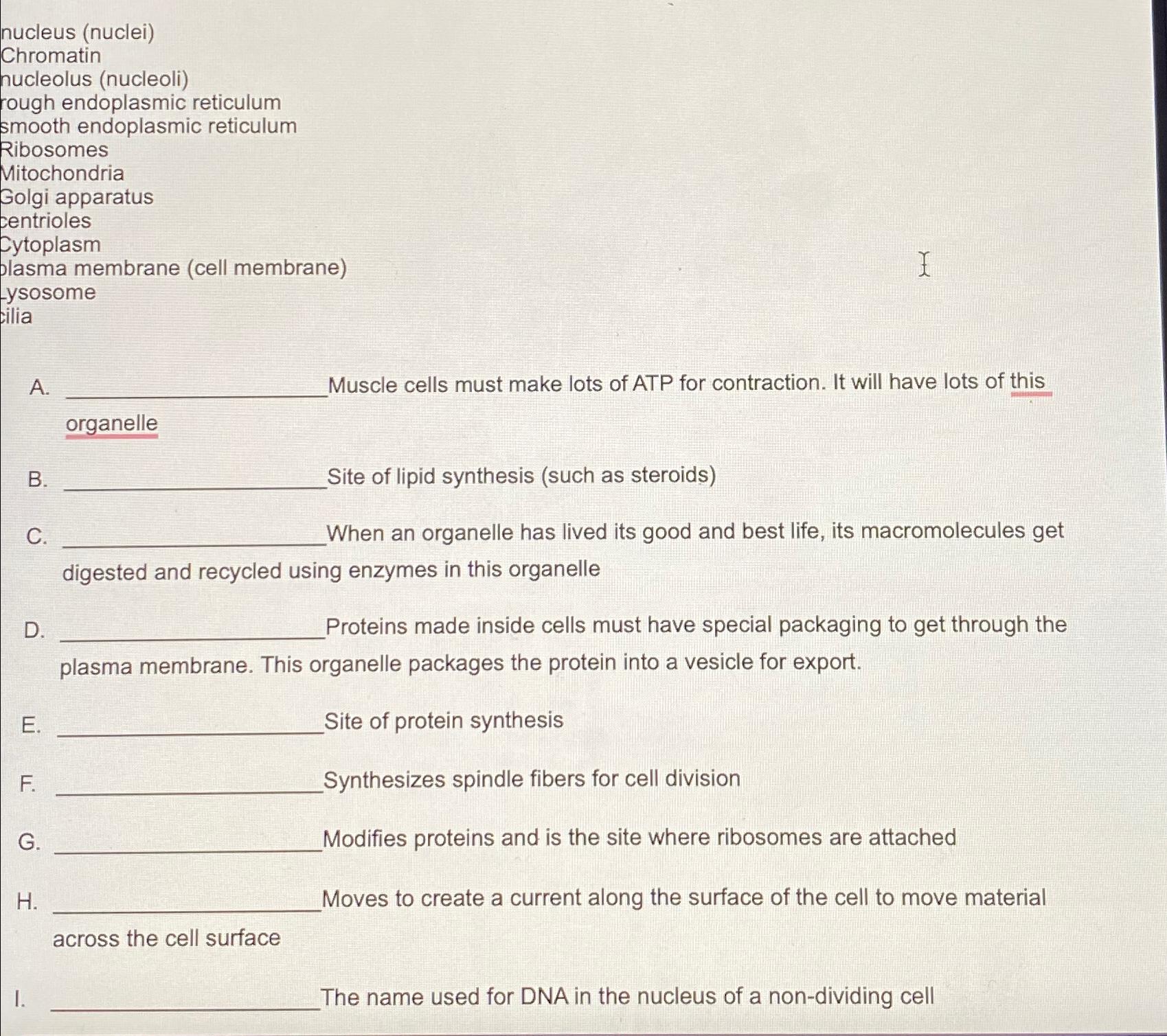 Solved nucleus (nuclei)Chromatinnucleolus (nucleoli)rough | Chegg.com