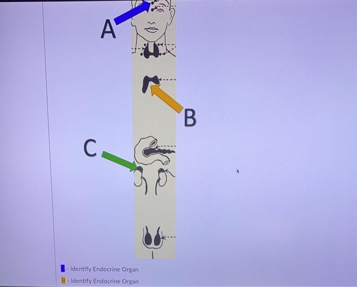 Solved A B С Identify Endocrine Organ B - Identify Endocrine | Chegg.com