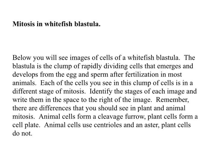 Solved Mitosis in whitefish blastula. Below you will see | Chegg.com