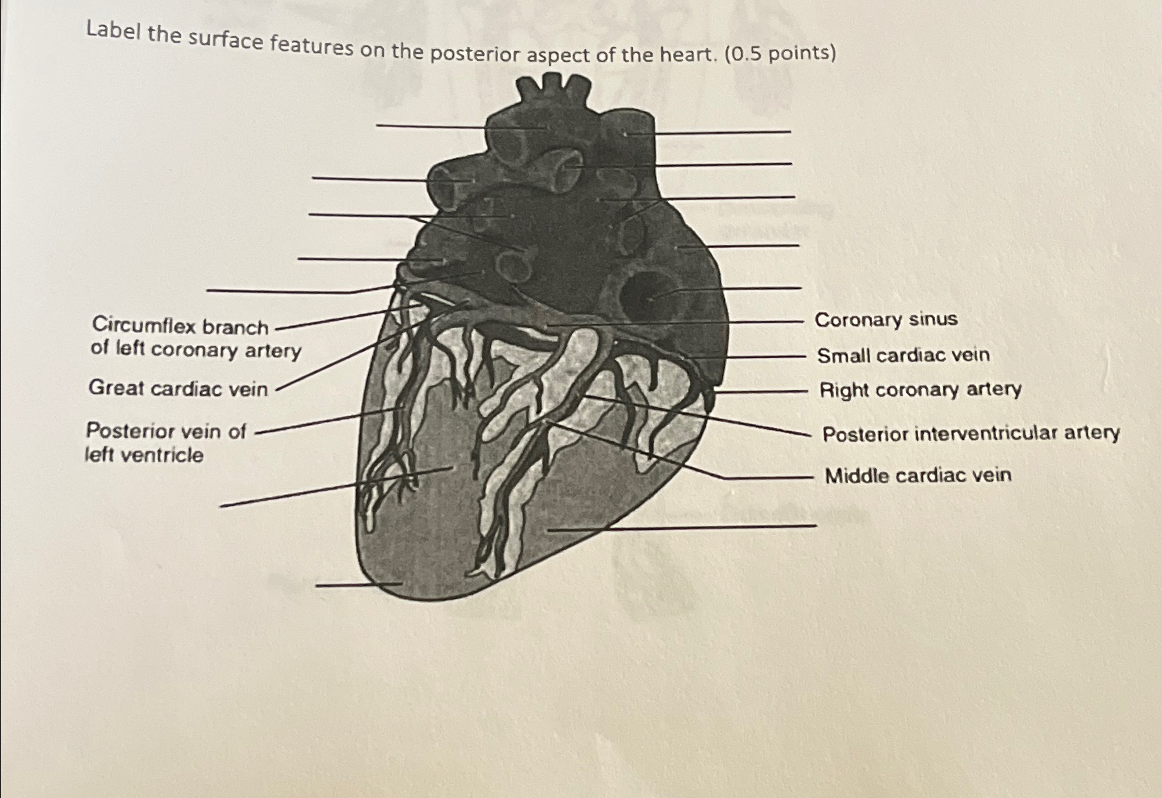 Solved Label the surface features on the posterior aspect of | Chegg.com