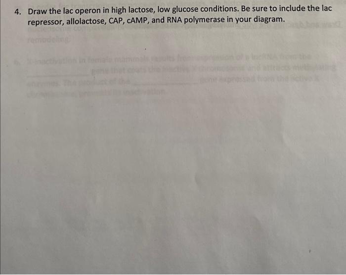 Solved 4. Draw the lac operon in high lactose, low glucose | Chegg.com