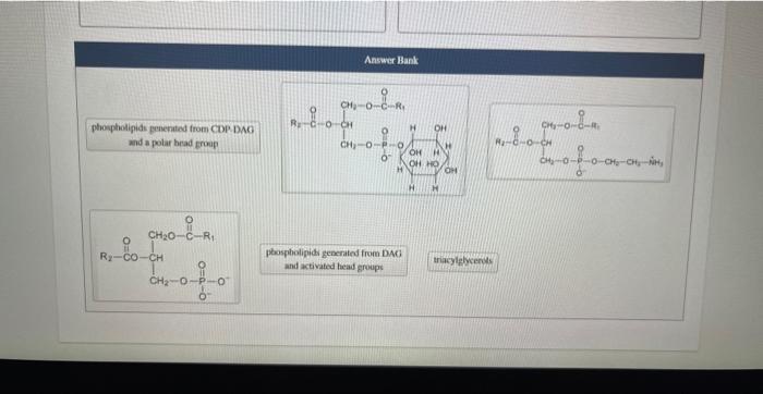 Phosphatidic acid phosphatase (PAP), also called | Chegg.com