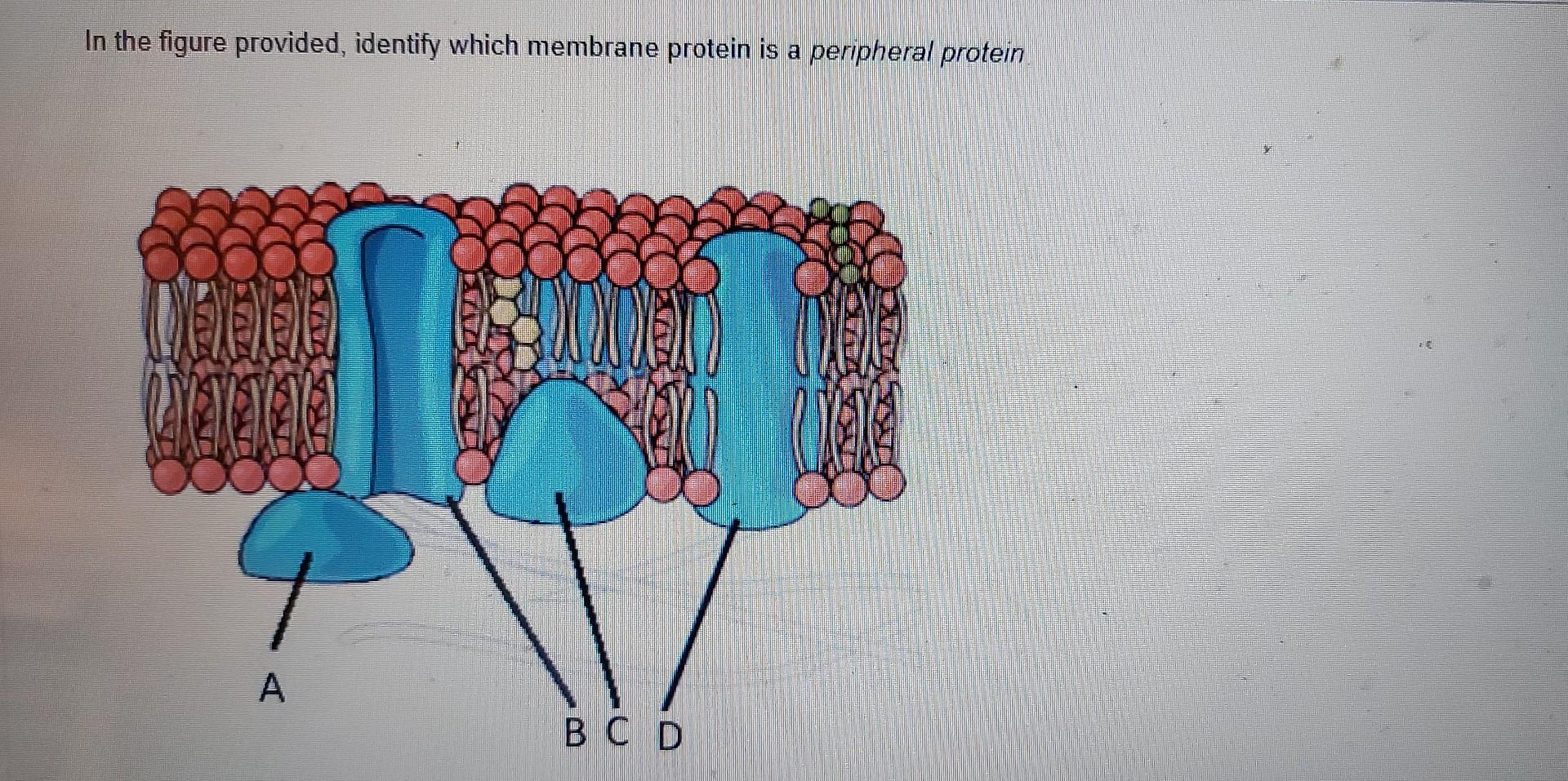 Solved In the figure provided, identify which membrane | Chegg.com