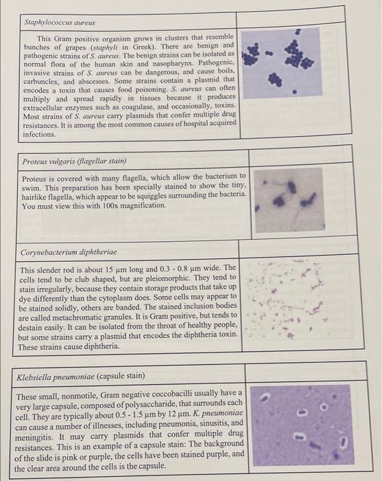EXERCISE 3: Observation of Prepared Specimens | Chegg.com