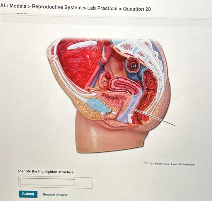 Solved AL: Models > Reproductive System > Lab Practical > | Chegg.com