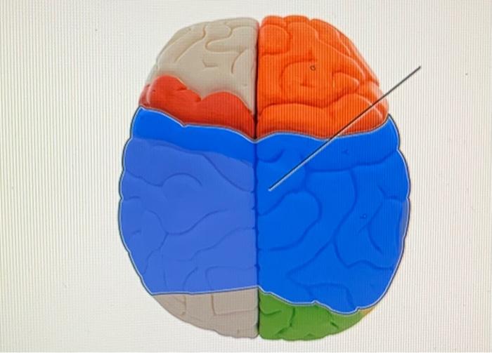 Solved Which structure is highlighted and indicated by | Chegg.com