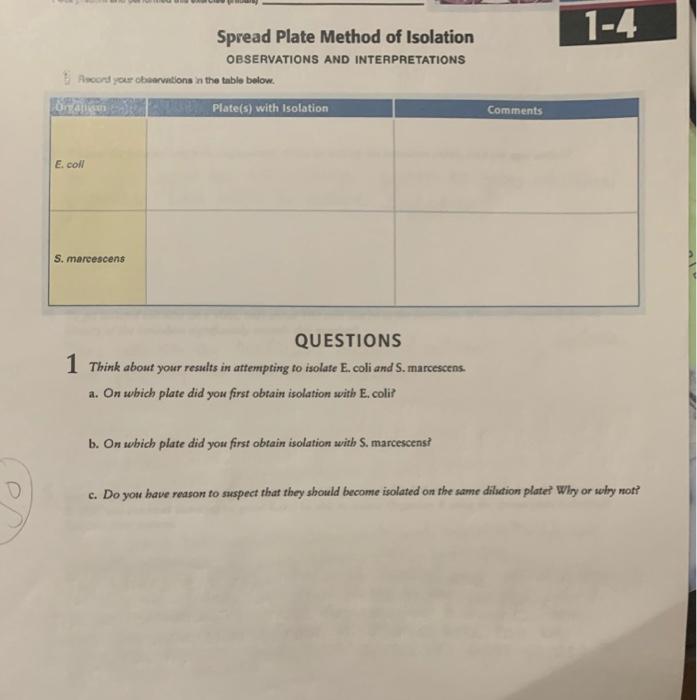 Solved 1-4 Spread Plate Method of Isolation OBSERVATIONS AND | Chegg.com