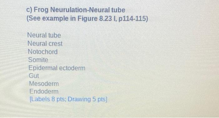 Solved c) Frog Neurulation-Neural tube (See example in | Chegg.com