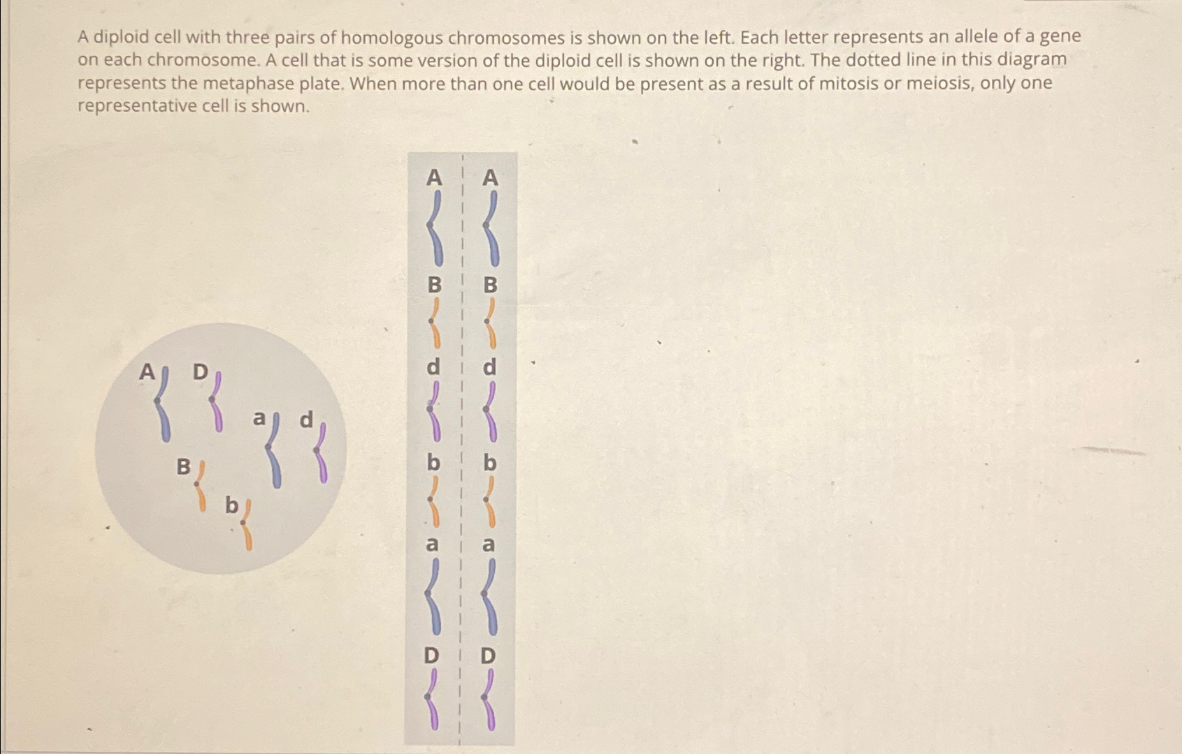 Solved A diploid cell with three pairs of homologous | Chegg.com