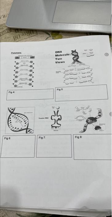 Deoxy-ATP (deoxyadenosine triphosphate) Phosphate | Chegg.com