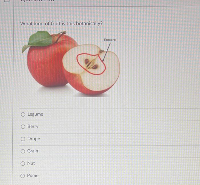 Solved What kind of fruit is this botanically? Exocarp | Chegg.com