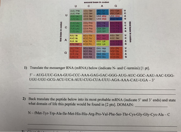 Solved second base in codon с UUU Pne LUC Pne OUR LOU first | Chegg.com