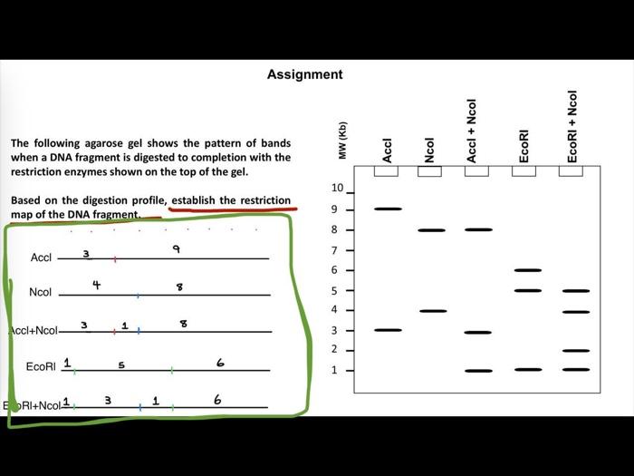 Solved establish the restriction map of the DNA fragment | Chegg.com