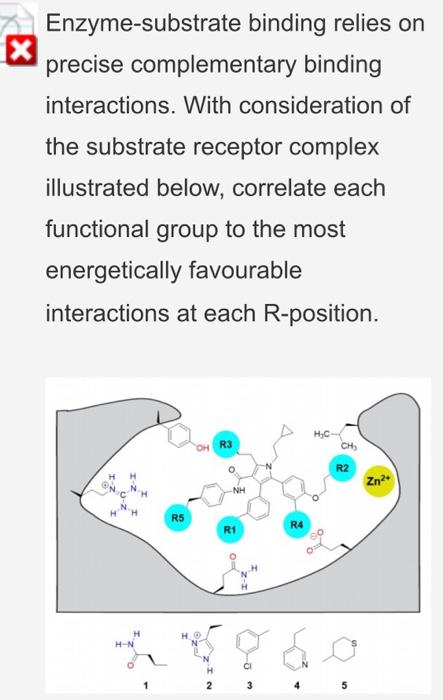 Solved Enzyme-substrate binding relies on precise | Chegg.com