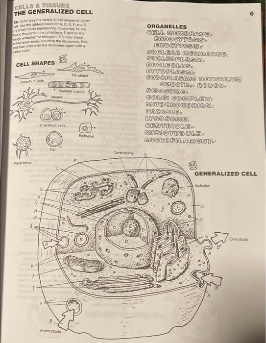 Anatomy Cell Coloring Page