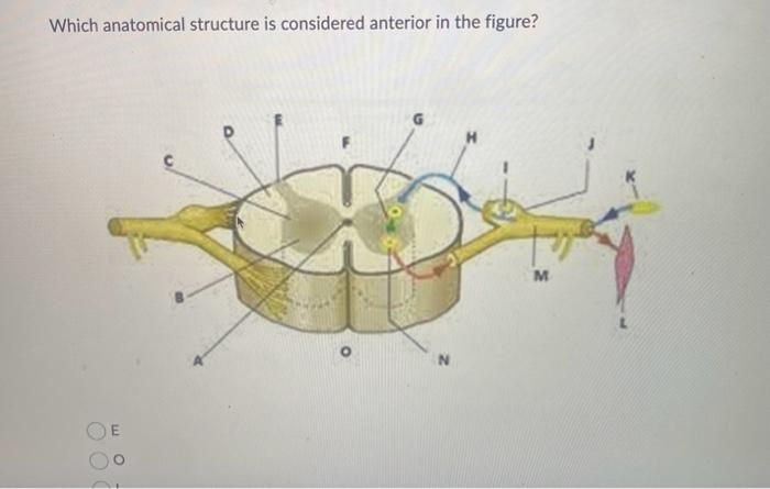 Solved Which of the following is true about somatic | Chegg.com