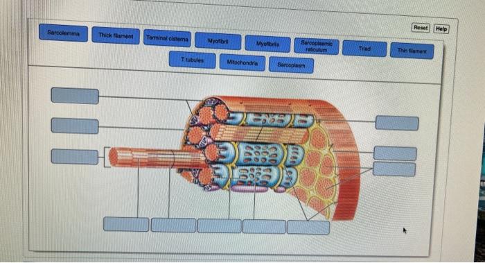 Solved Drag the labels to the appropriate location in the | Chegg.com