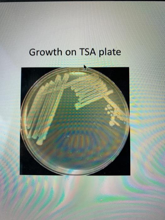 Growth on TSA plate Growth on | Chegg.com